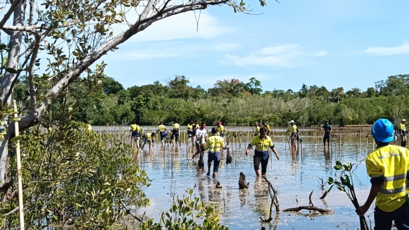 Peringati Hari Lingkungan Hidup Sedunia, PGP Tanam 500 Bibit Bakau di Cagar Alam Panua ...